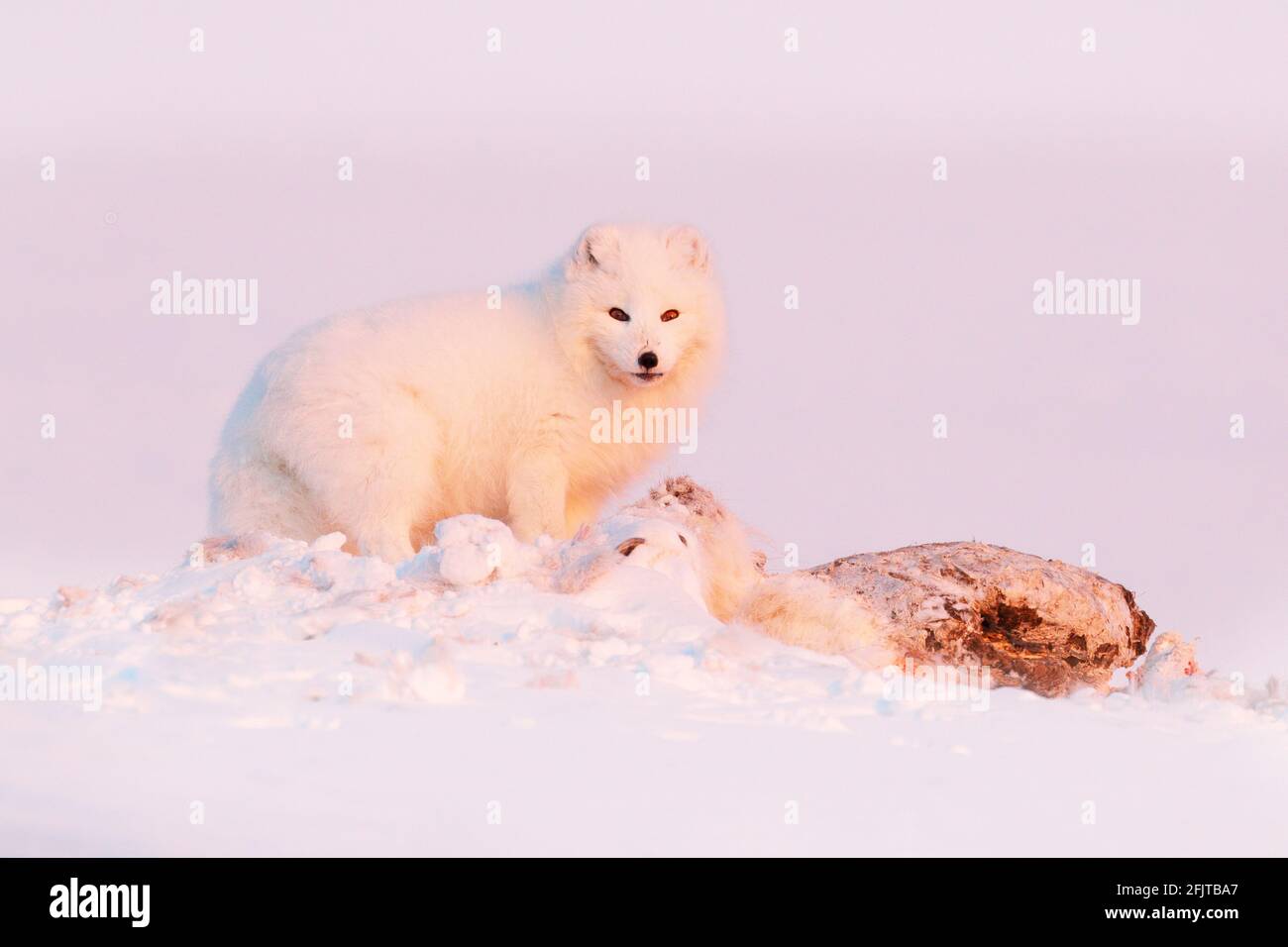 Polar fox in habitat, winter landscape, Svalbard, Norway. Beautiful ...