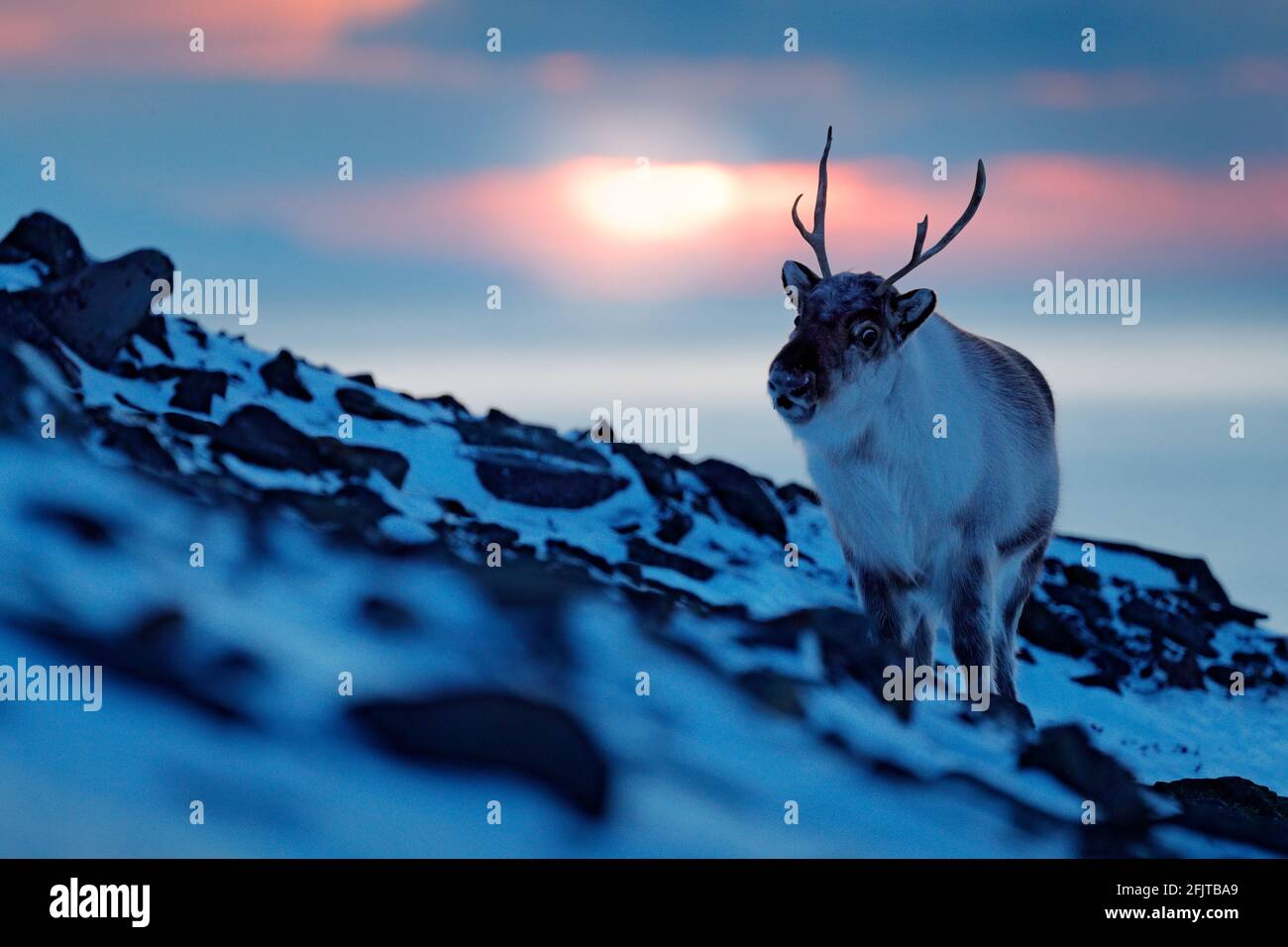 Winter landscape with reindeer. Wild Reindeer, Rangifer tarandus, with ...