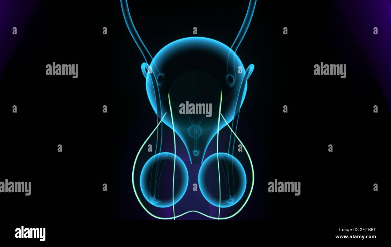 3d illustration of human body male reproductive system anatomy Stock ...