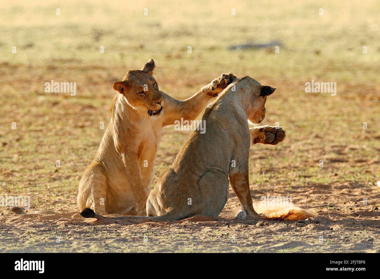 Lions fight in the sand. Lion with open muzzle. Pair of African lions ...