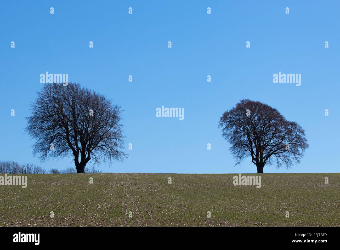 Hillside trees hi-res stock photography and images - Alamy