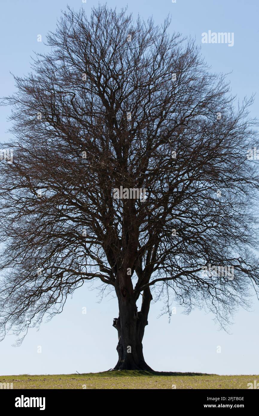 Hillside trees hi-res stock photography and images - Alamy