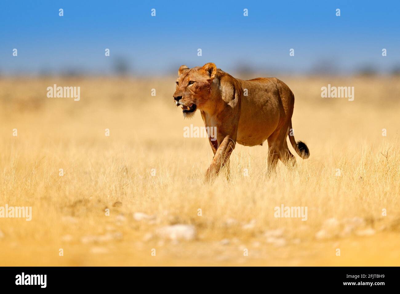 Safari in Africa. Big angry female lion in Etosha NP, Namibia. African ...