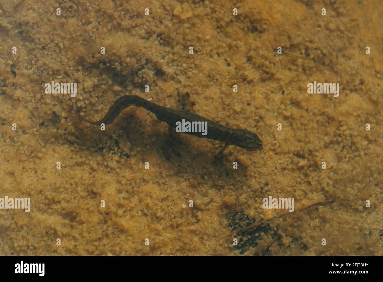 newt swimming underwater in garden pond Stock Photo - Alamy