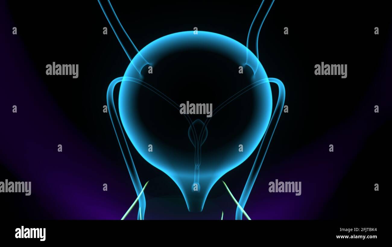 3d illustration of human body male reproductive system anatomy Stock ...