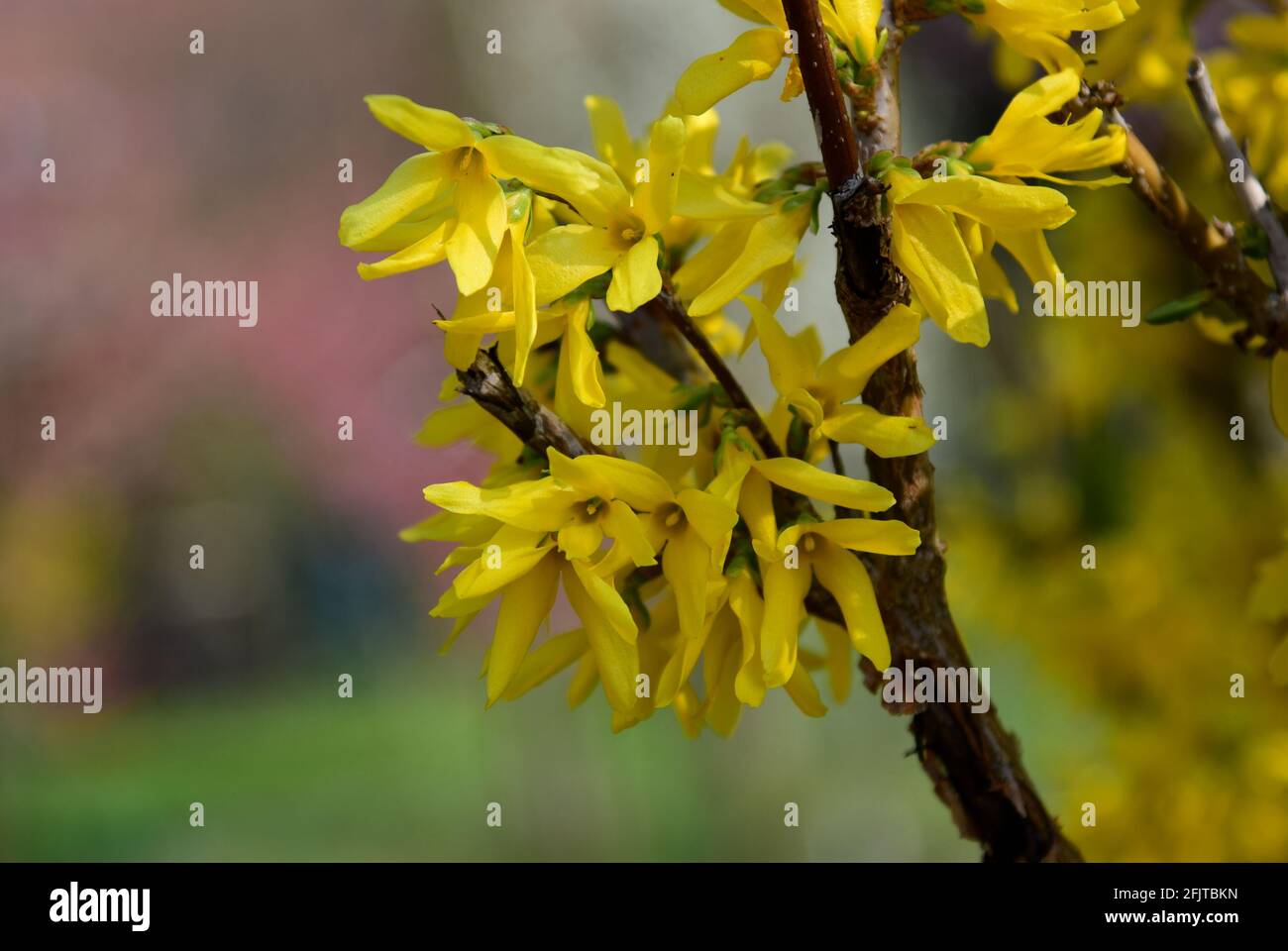 Yellow forsythia flowers in a spring garden Stock Photo - Alamy