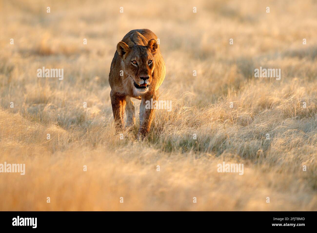 Big angry female lion in Etosha NP, Namibia. African lion walking in ...