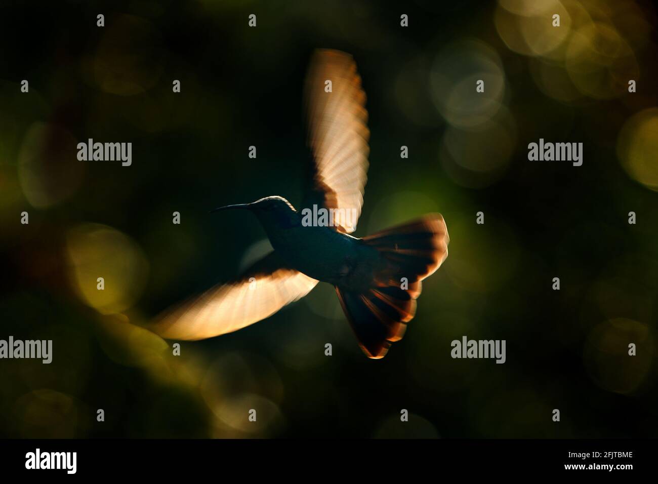 Hummingbird, evening sunset art. Green Violet-ear, Colibri thalassinus ...