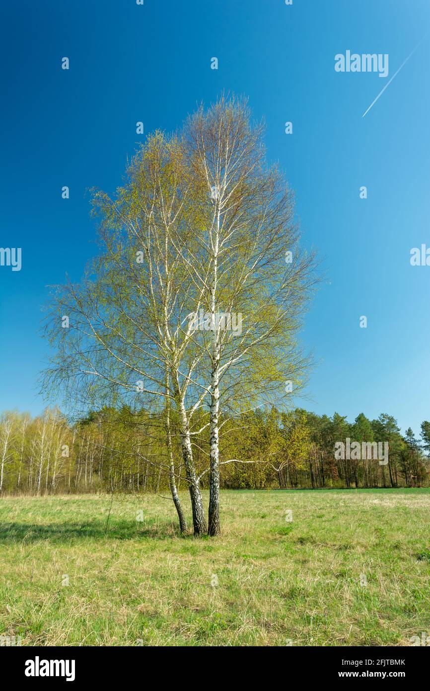 Spring birch trees hi-res stock photography and images - Alamy