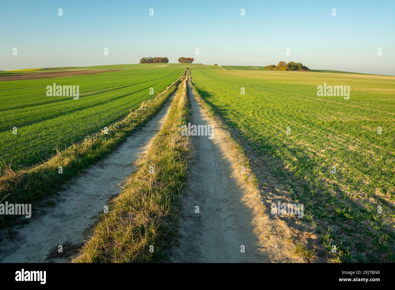 Long dirt road in a green field and trees on the horizon, Staw ...