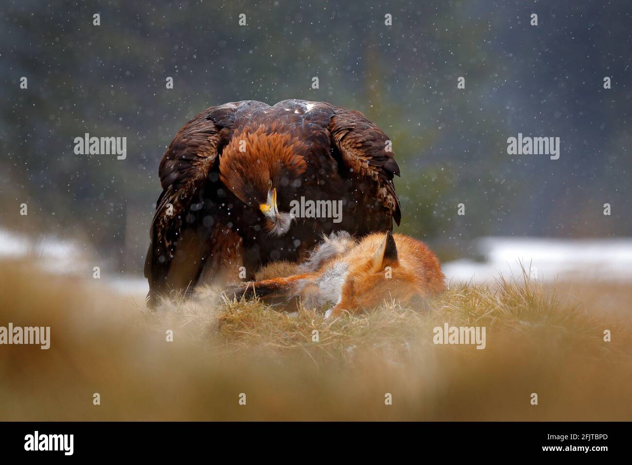 Catching Fire Bird Scene