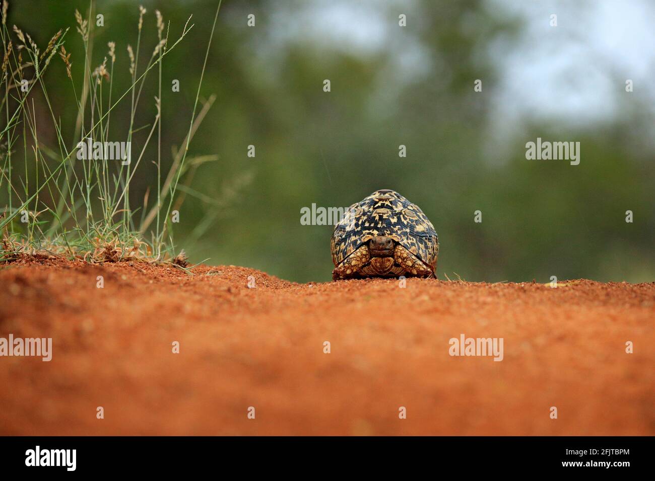 Leopard tortoise, Stigmochelys pardalis, on the orange gravel road ...