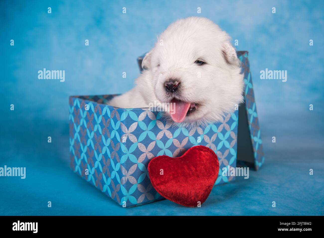 White fluffy small Samoyed puppy dog in a gift box Stock Photo - Alamy