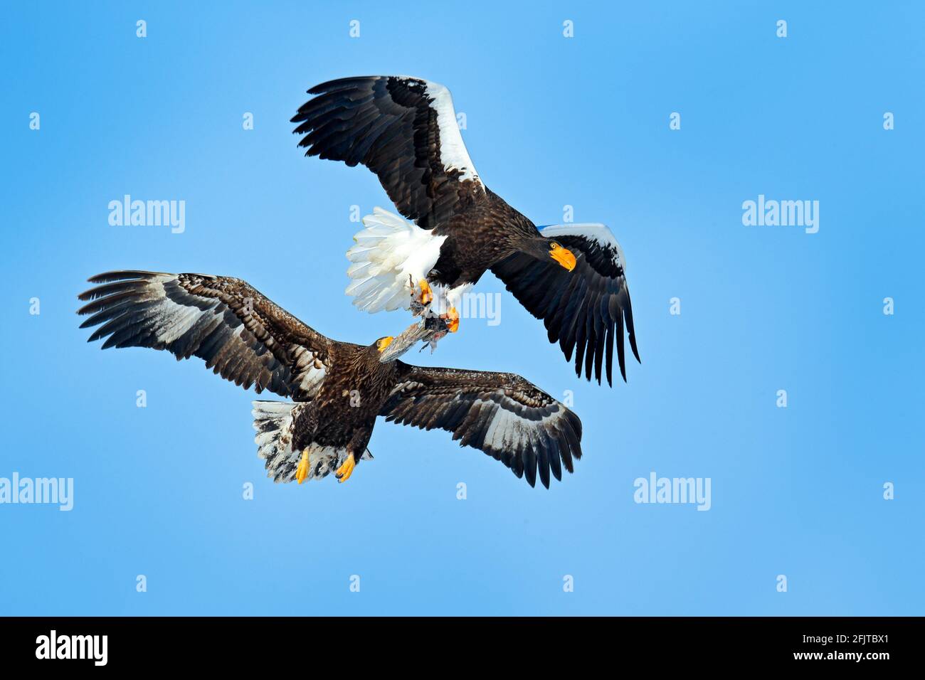 Adult bir hi-res stock photography and images - Alamy