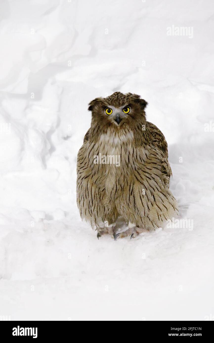 The largest living species of owl hi-res stock photography and images ...
