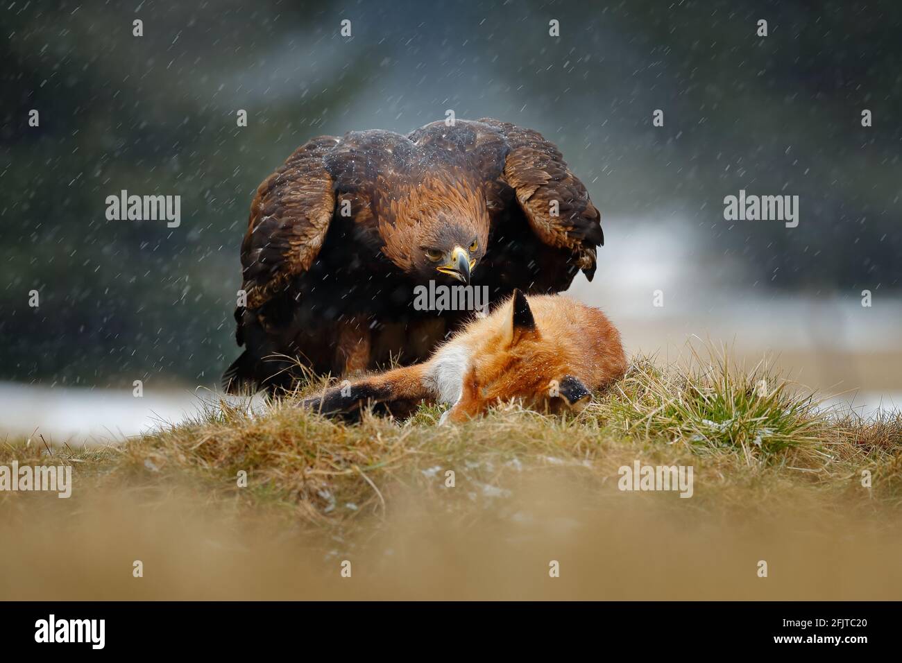 Golden Eagle feeding on kill Red Fox in the forest during rain and ...