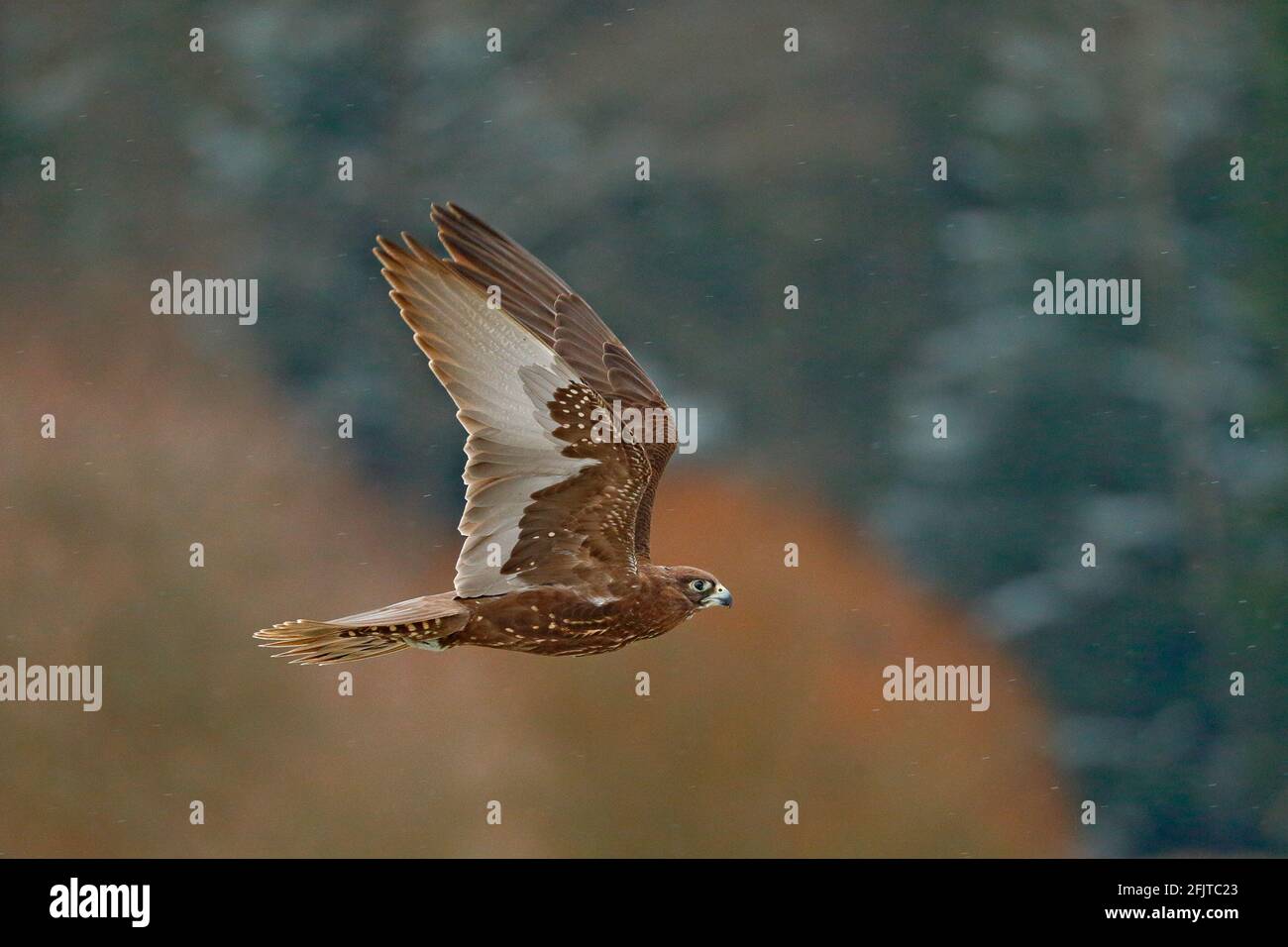 Gyrfalcon, Falco rusticolus, bird of prey fly. Flying rare bird with ...
