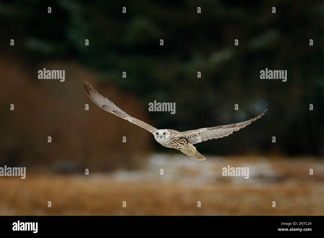 Gyrfalcon, Falco rusticolus, bird of prey fly. Flying rare bird with ...