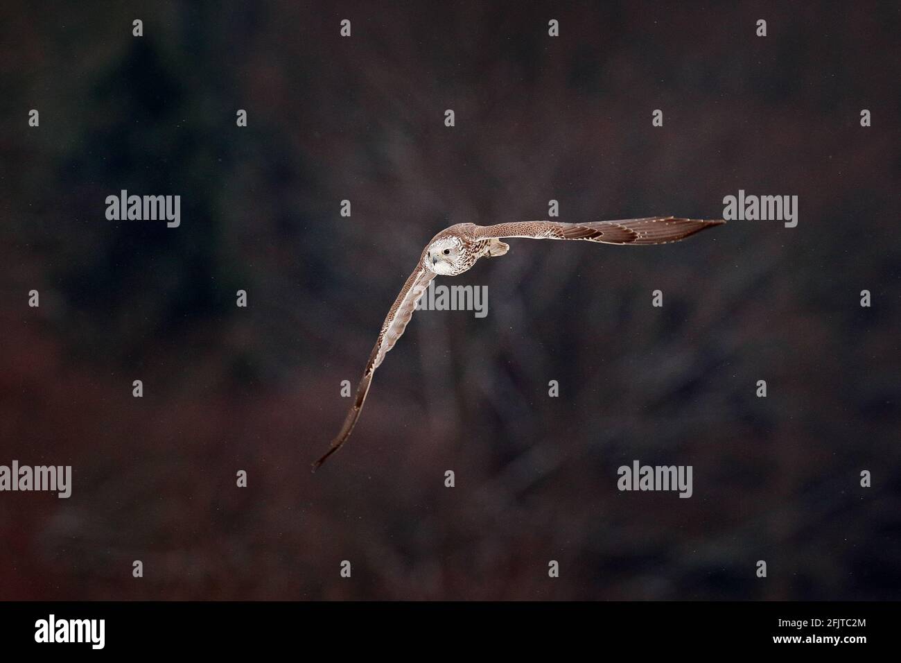Gyrfalcon, Falco rusticolus, bird of prey fly. Flying rare bird with ...