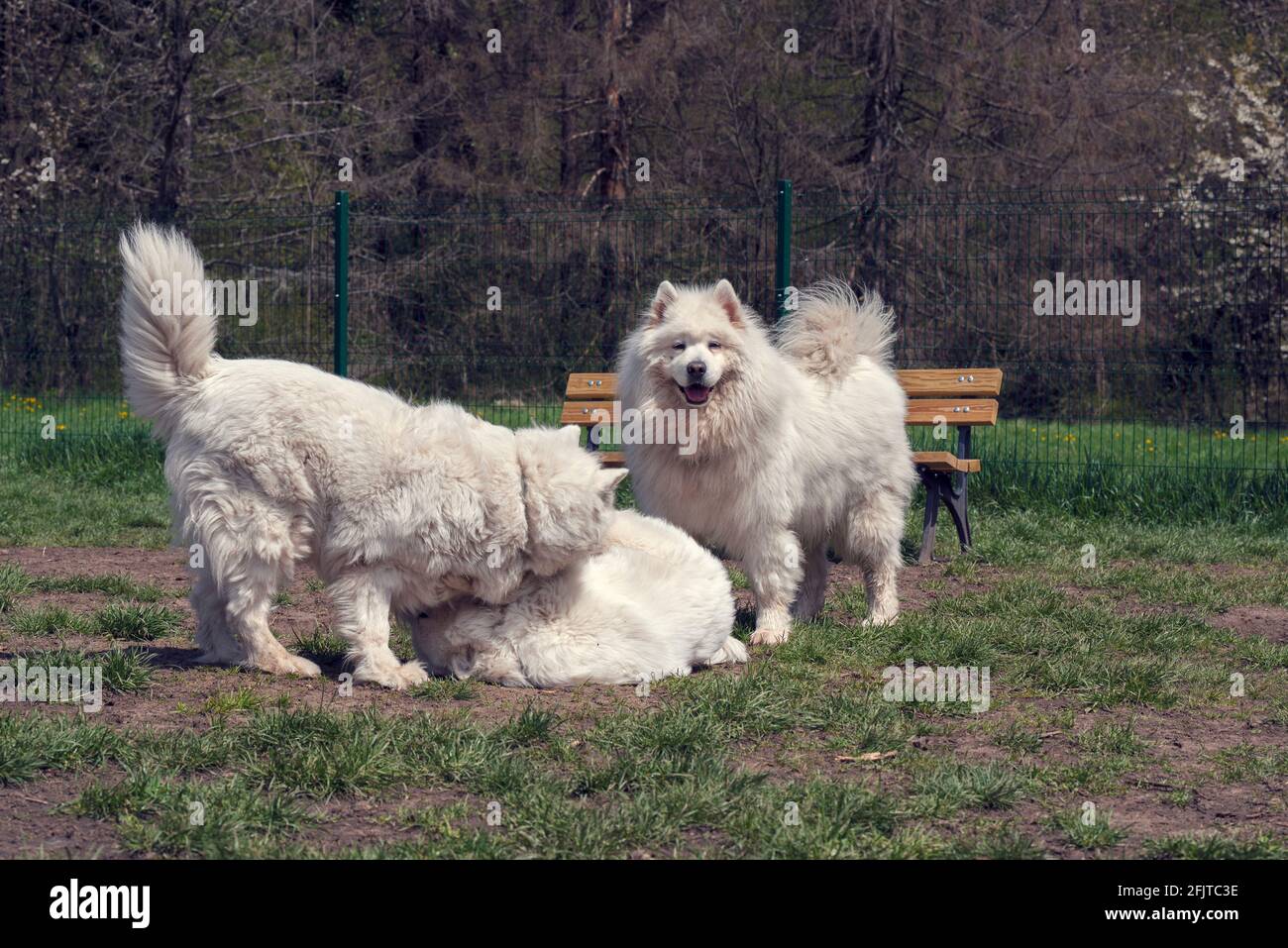Three white dogs playing on a dog playground Stock Photo - Alamy