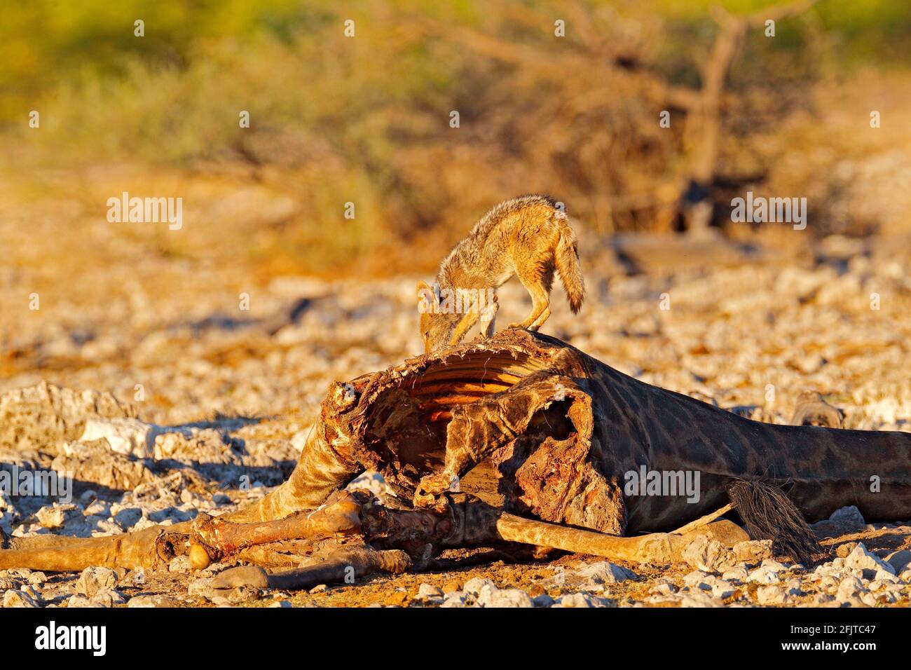 Wild Animal Behaviour