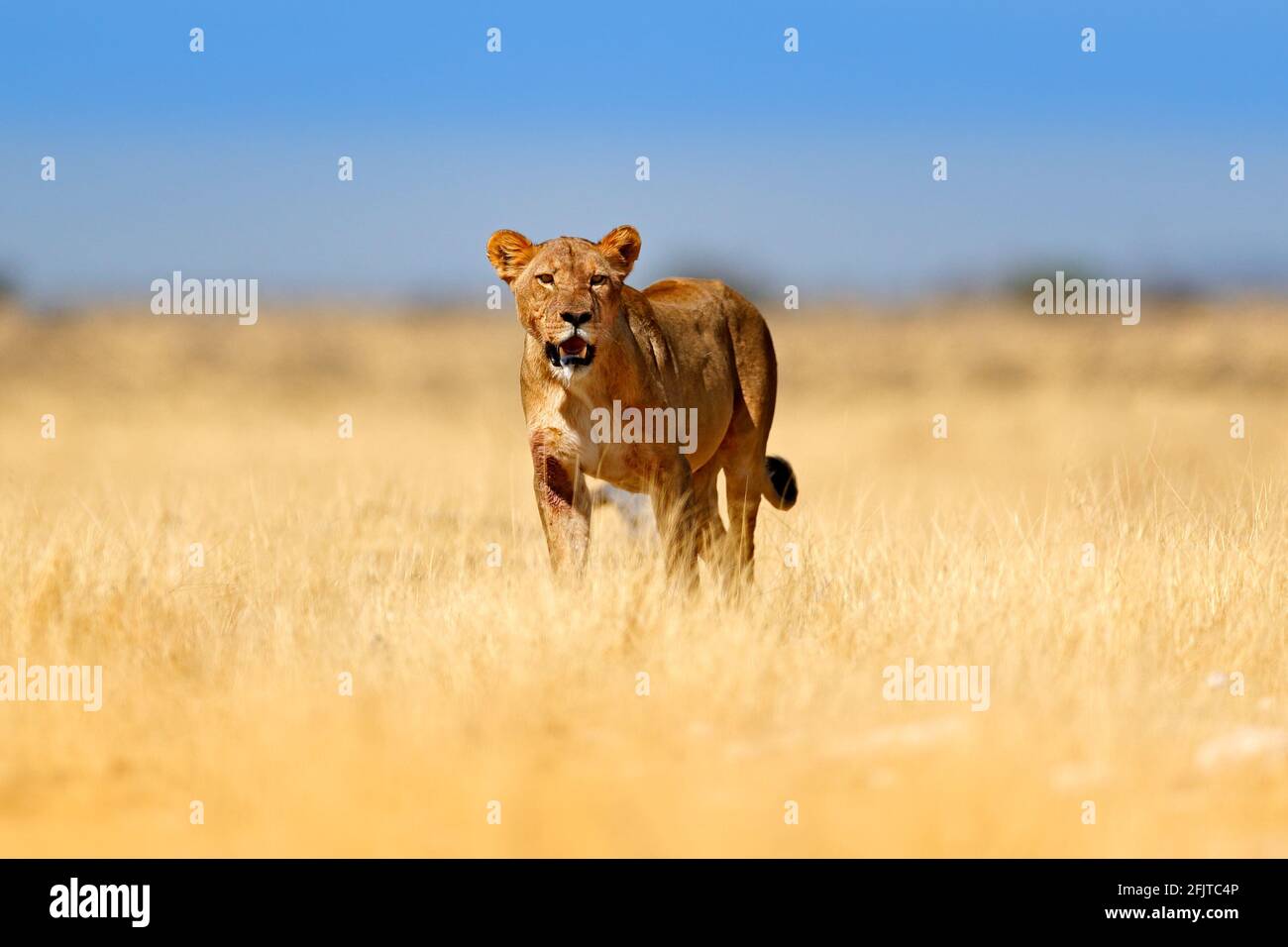 Big angry female lion in Etosha NP, Namibia. African lion walking in ...