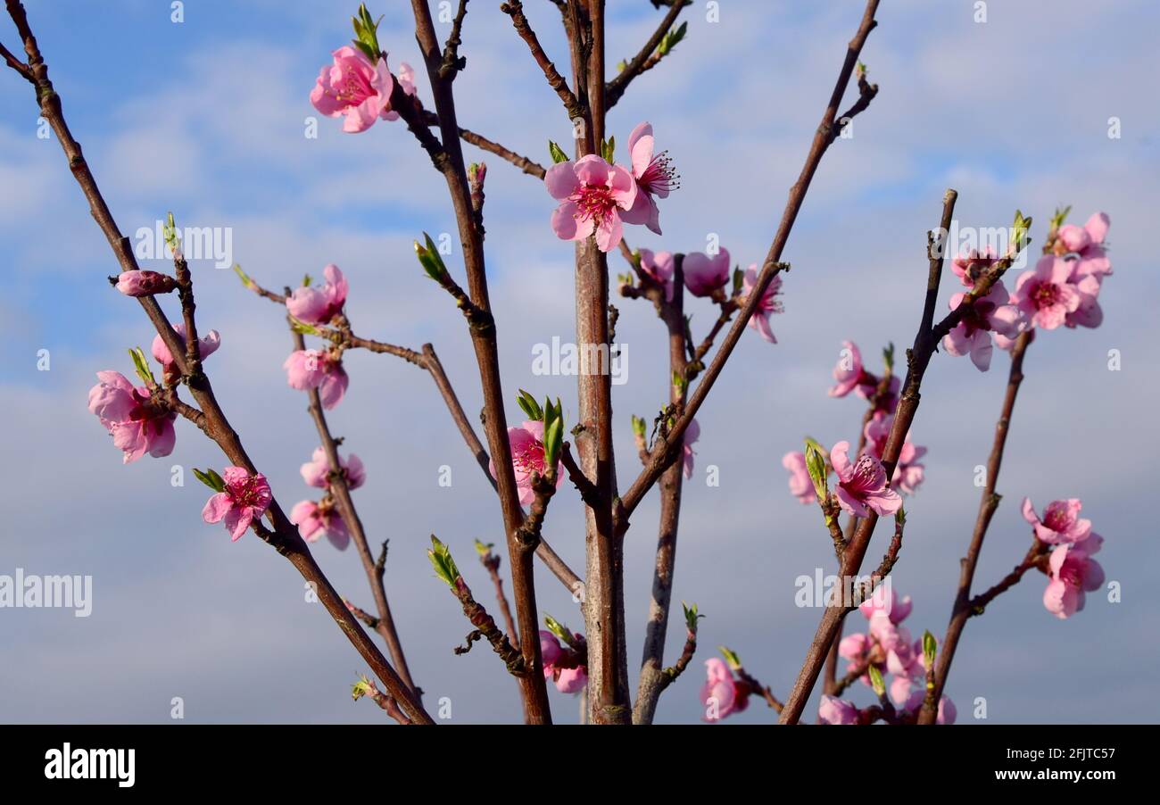 Bitter almond hi-res stock photography and images - Alamy