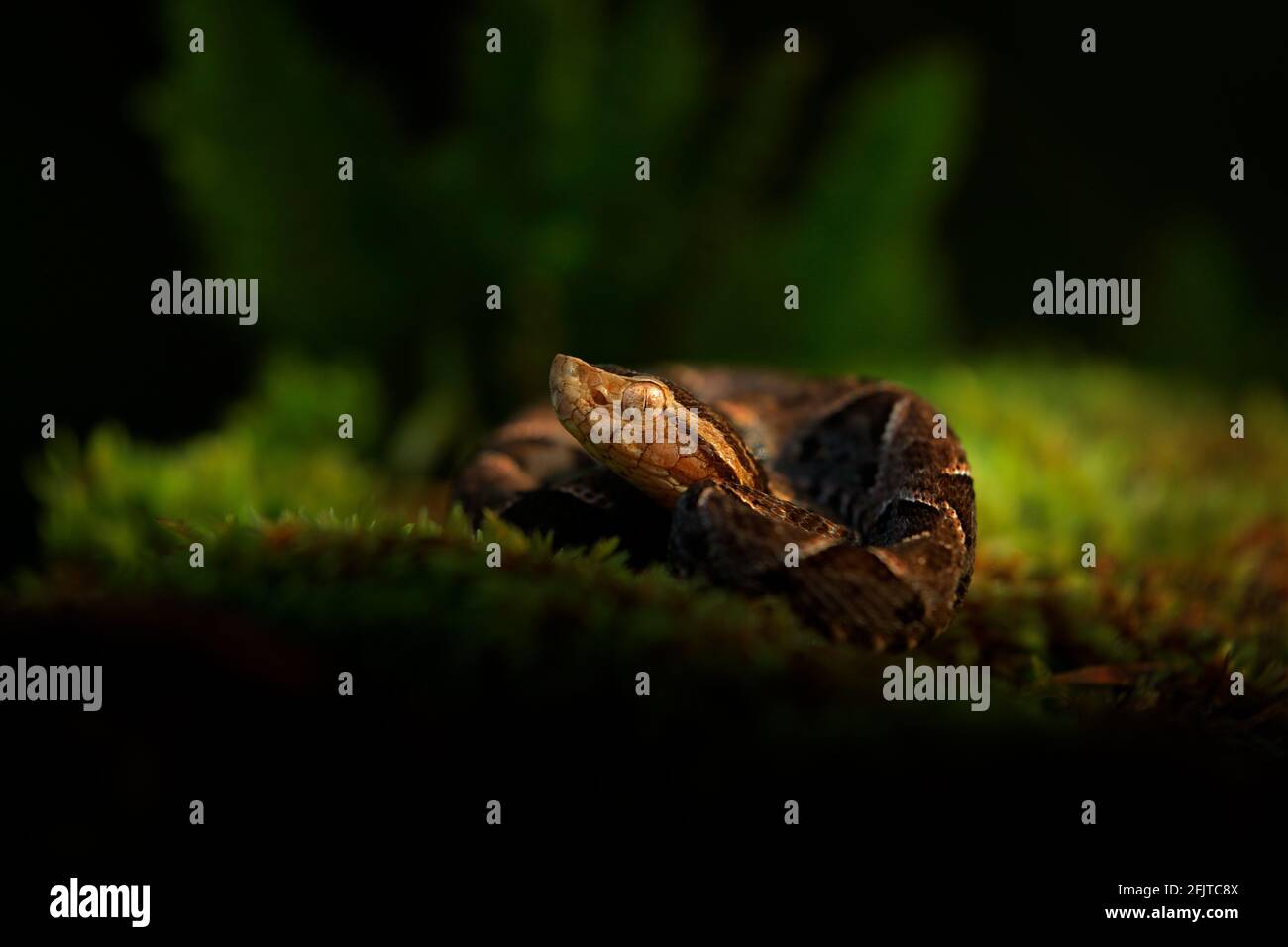 Common Lancehead, Bothrops atrox, in tropical forest. Poison animal in ...