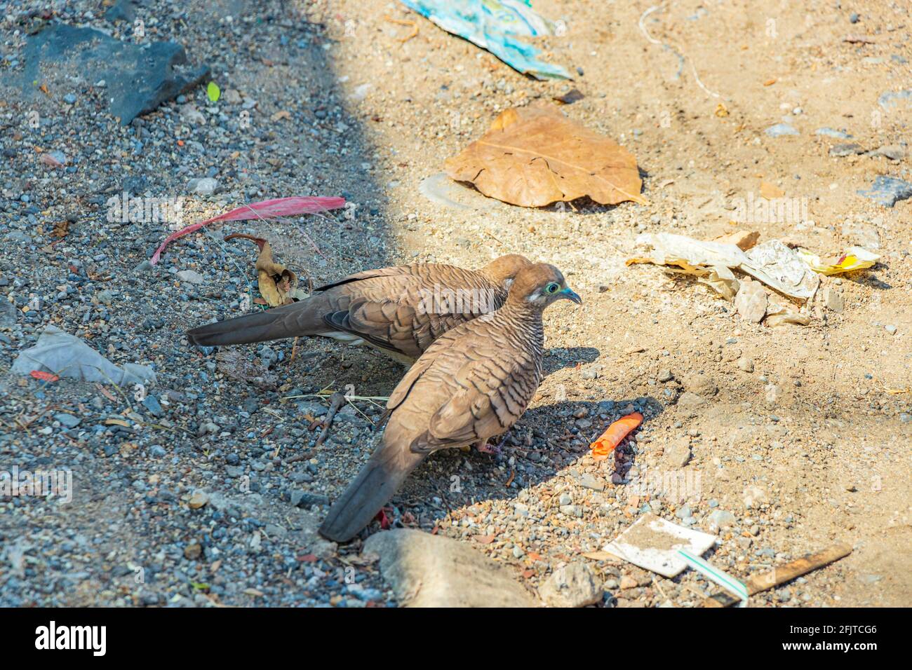 Bird Eating Garbage High Resolution Stock Photography and Images - Alamy