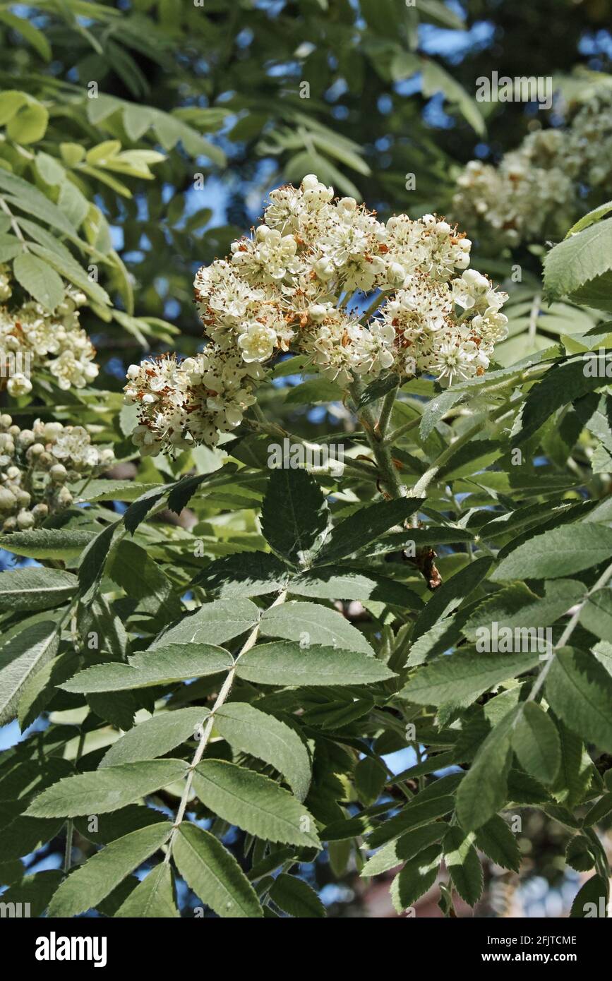 rowan plant, mountain ash, detail of inflorescence and leaves, Sorbus ...