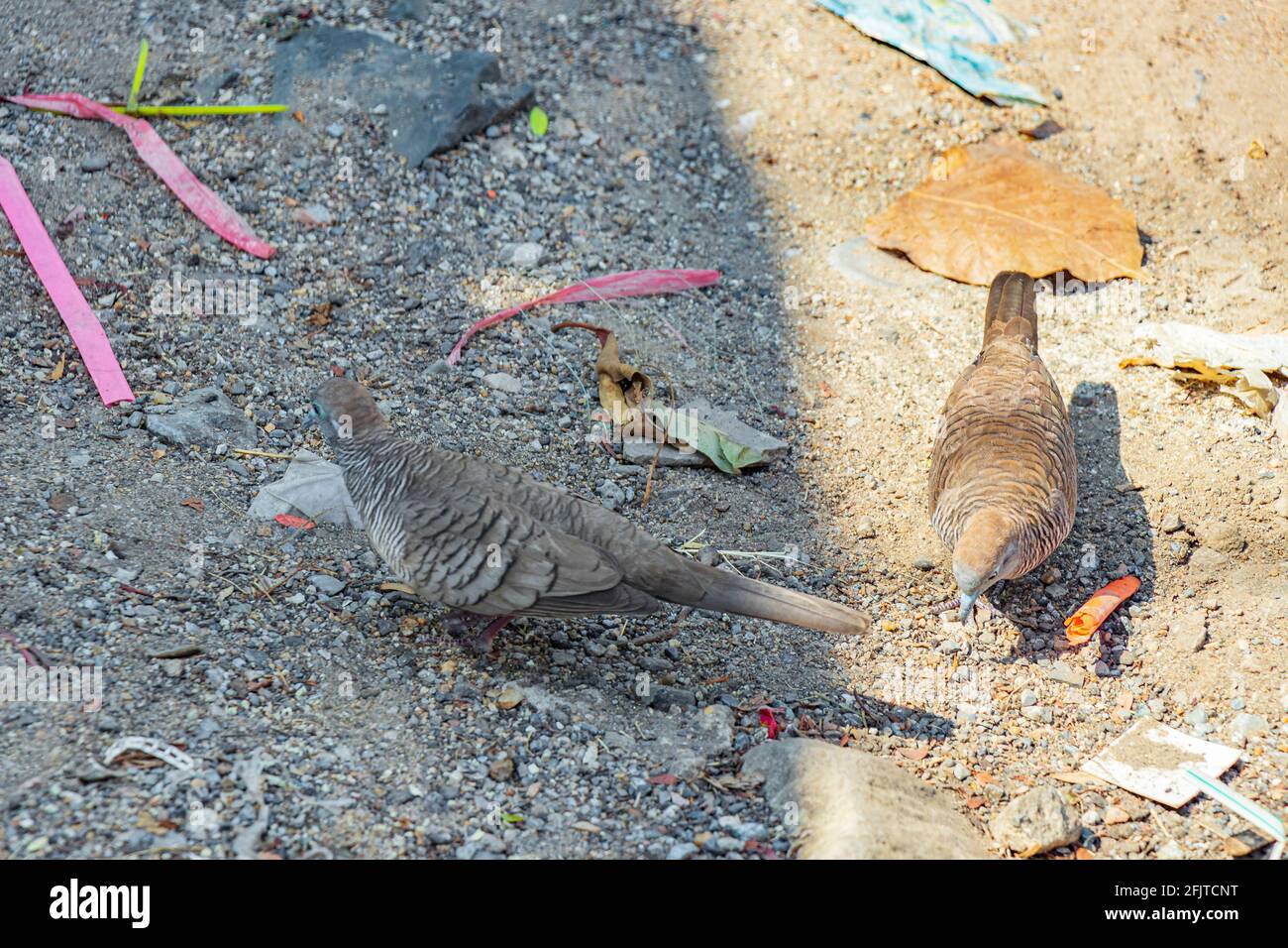 Bird Eating Garbage High Resolution Stock Photography and Images - Alamy
