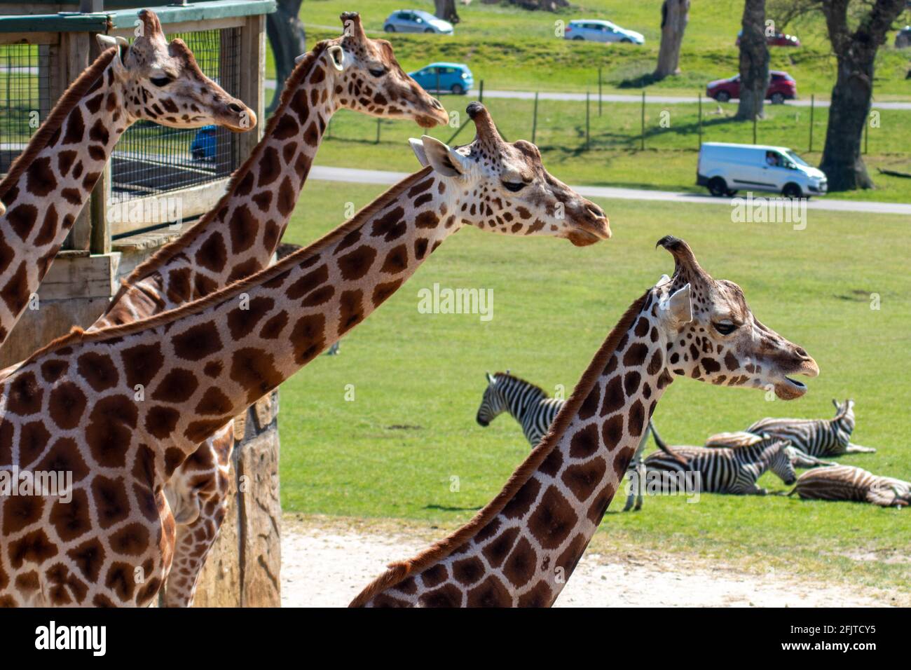 Giraffes at longleat zoo hi-res stock photography and images - Alamy