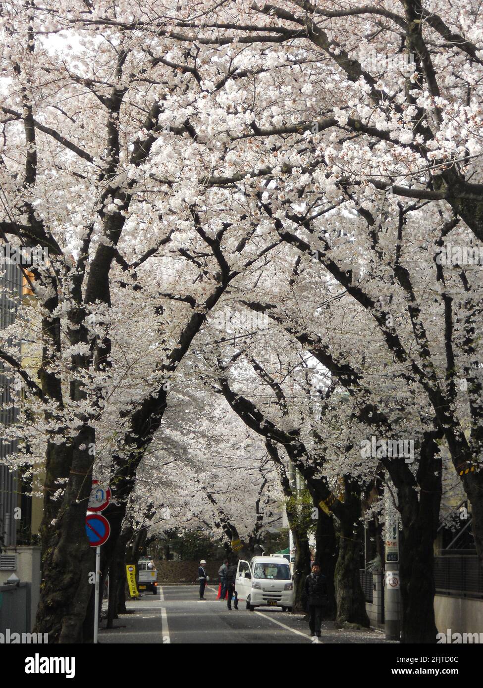 TOKYO, JAPAN - Feb 01, 2021: Trees blossom in the street of Tokyo ...