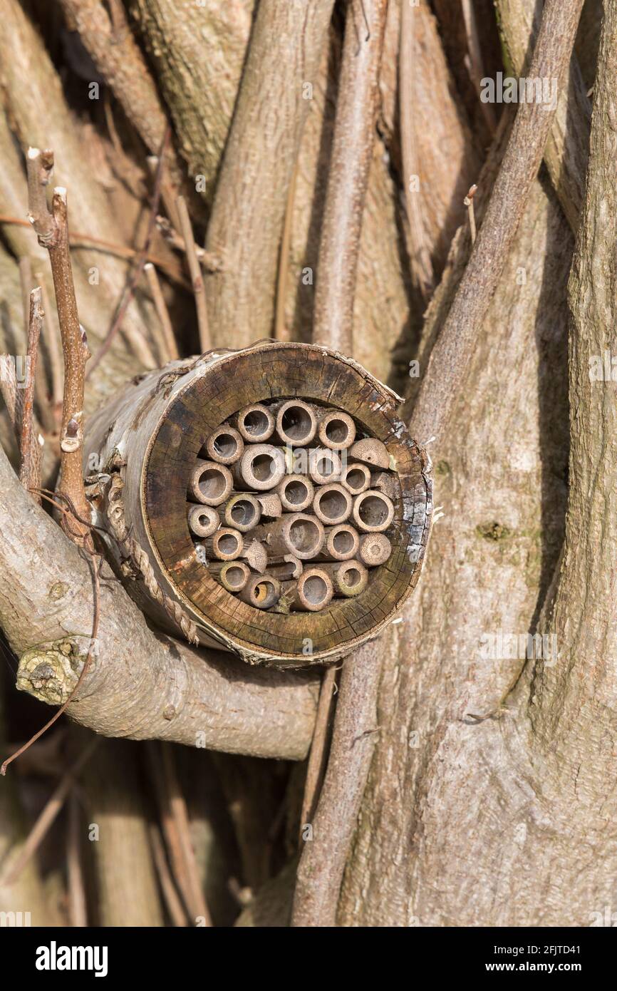 Insect box for garden wildlife, Pensthorpe, Norfolk, UK Stock Photo - Alamy