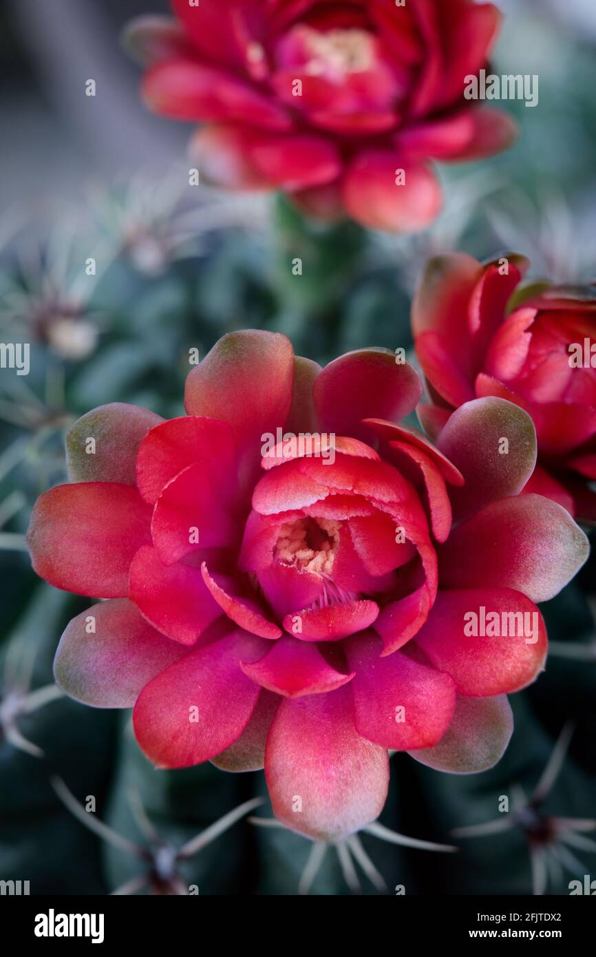 close up red flowe gymnocalycium baldianum cactus Stock Photo - Alamy