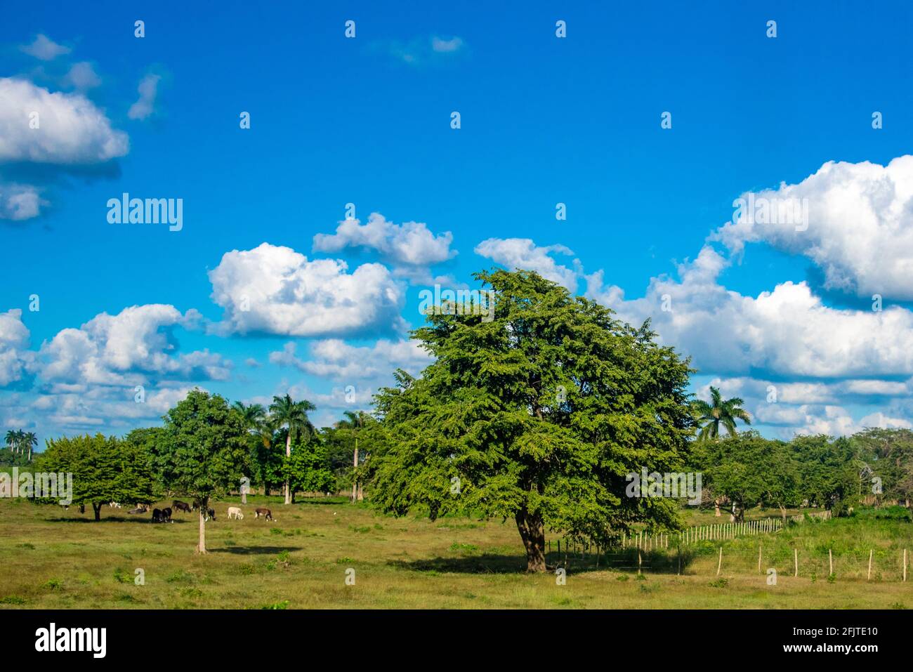 Beautiful cuban landscapes hi-res stock photography and images - Alamy