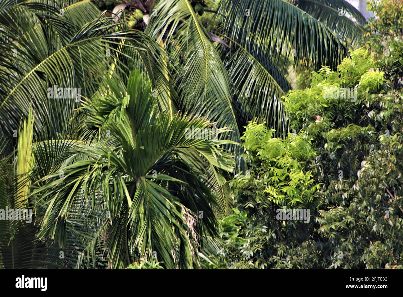 This is Natural View of Palm Trees Stock Photo - Alamy