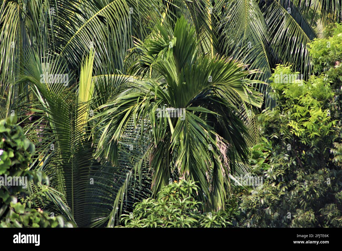 This is Natural View of Palm Trees Stock Photo - Alamy