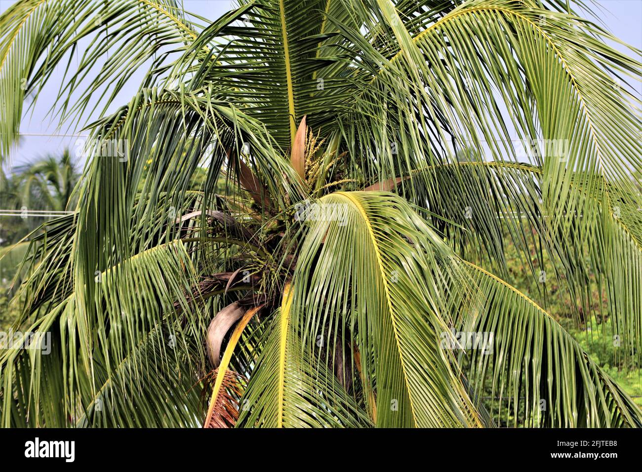 This is Natural View of Palm Tree Stock Photo - Alamy