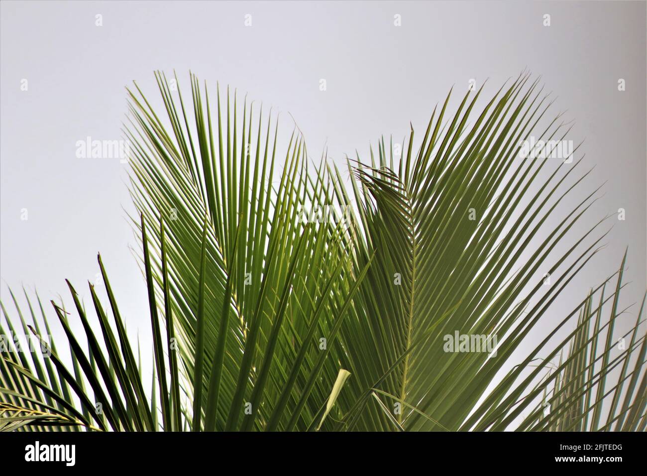 This is Natural View of Palm Trees Stock Photo - Alamy