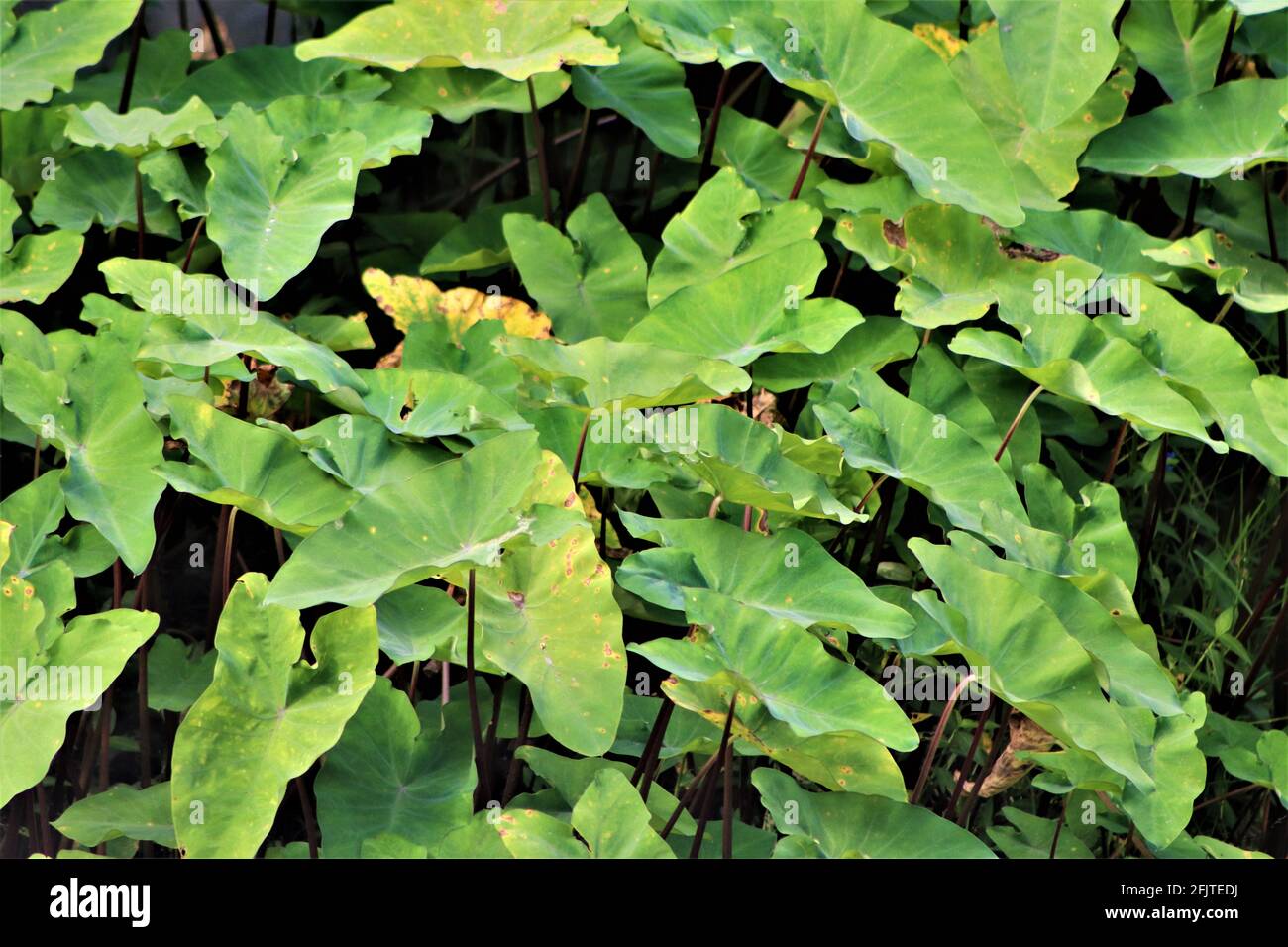 This is Natural View of Taro Leaves Stock Photo - Alamy