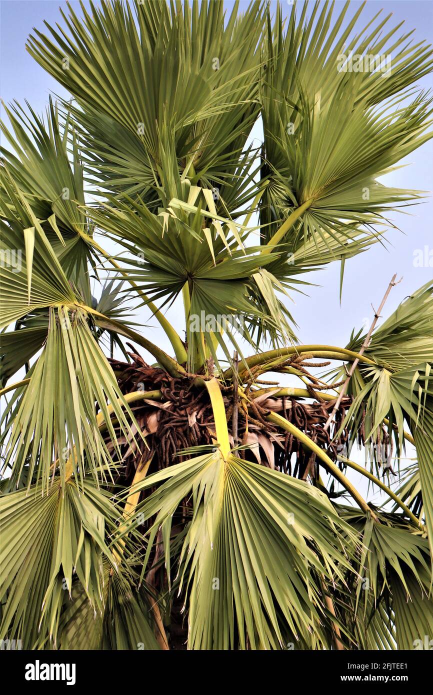 This is Natural View of Palm Trees Stock Photo - Alamy