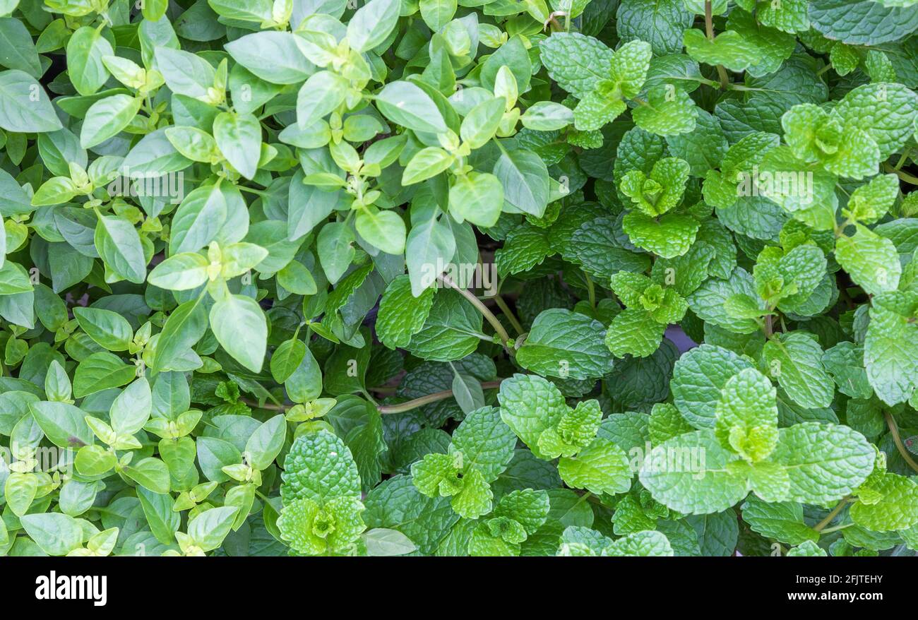 Top view of mint and basil leaves Stock Photo - Alamy
