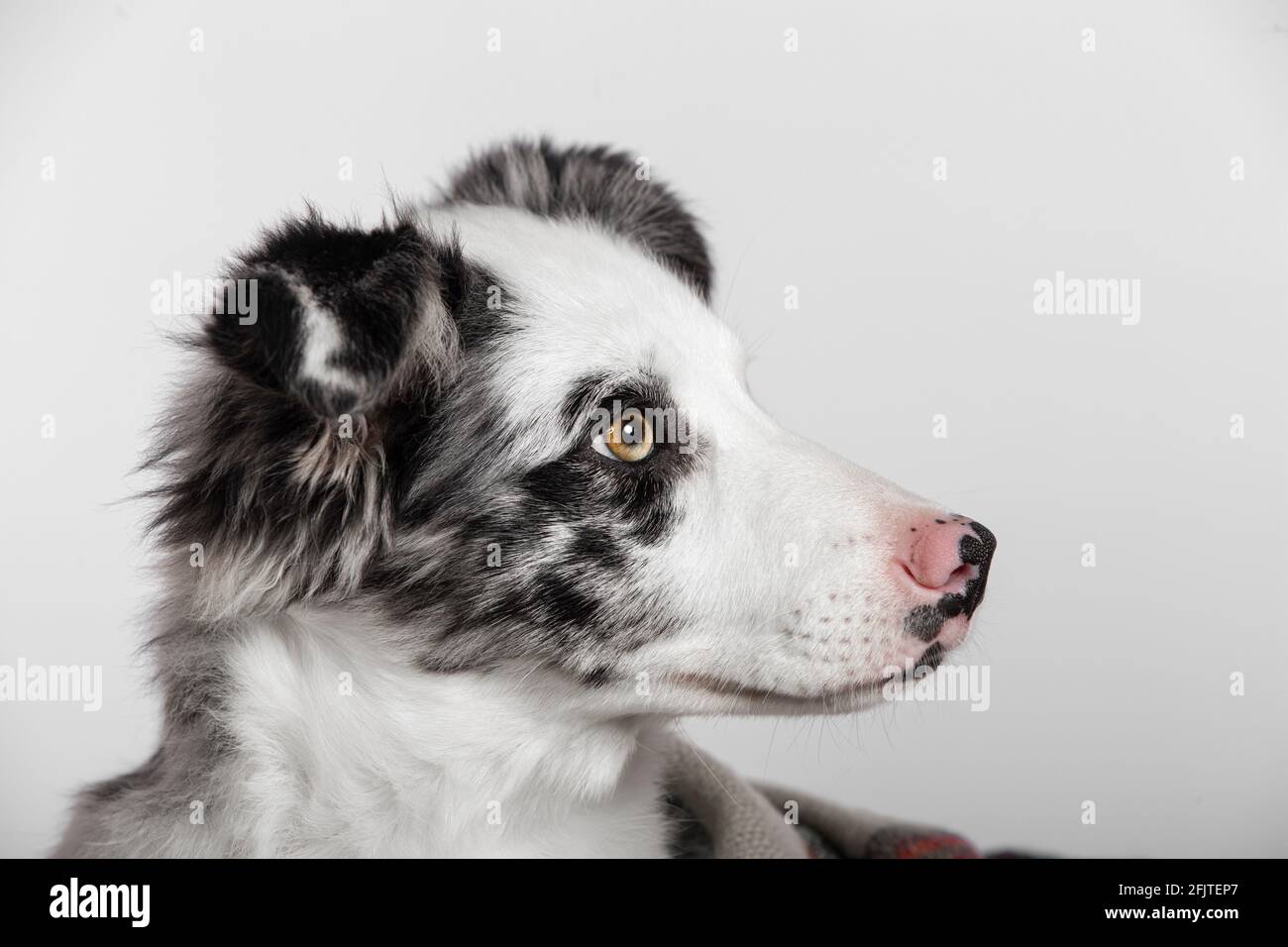 Border collie eye close up hi-res stock photography and images - Alamy