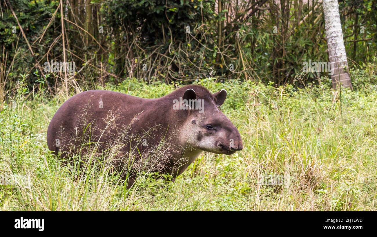 Cute tapir walking in the grass Stock Photo - Alamy