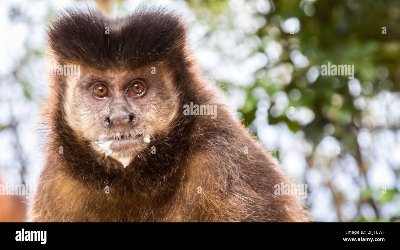 Closeup shot of a cute capuchin monkey Stock Photo - Alamy