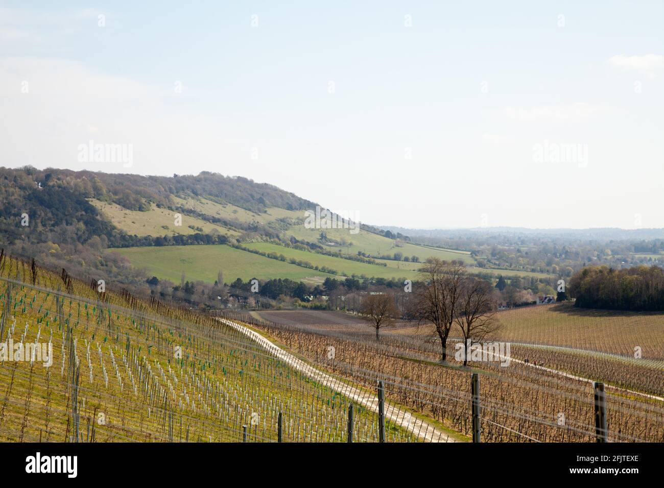 View of Surrey Hills from Denbies vineyard Estate, Surrey, England, UK ...