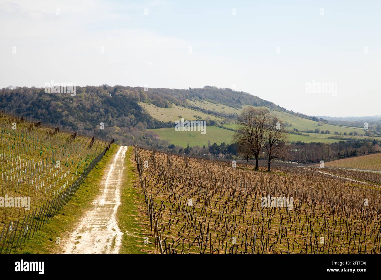 View of Surrey Hills from Denbies vineyard Estate, Surrey, England, UK ...