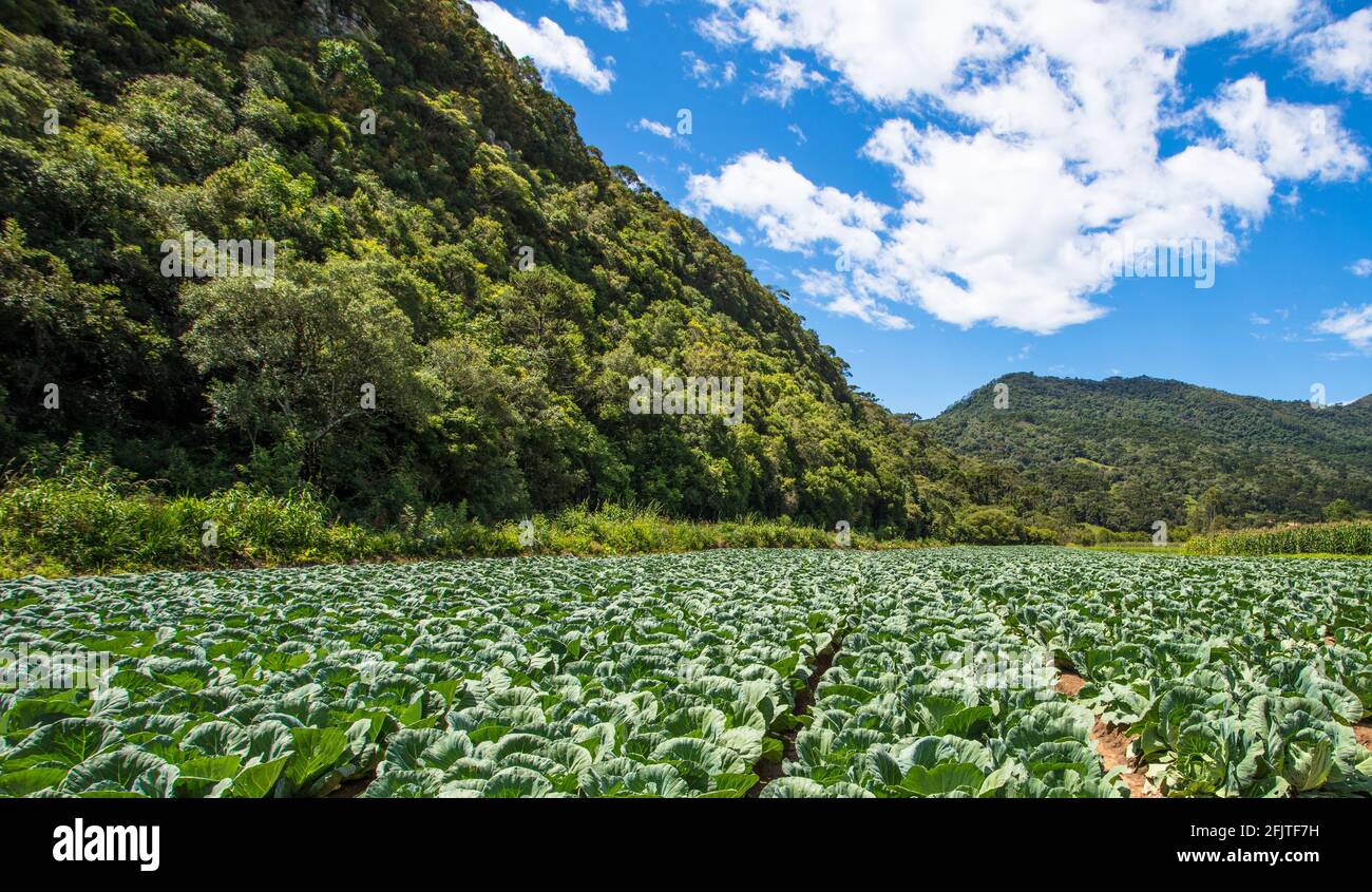 Cabbage plantation in an agricultural area Stock Photo - Alamy