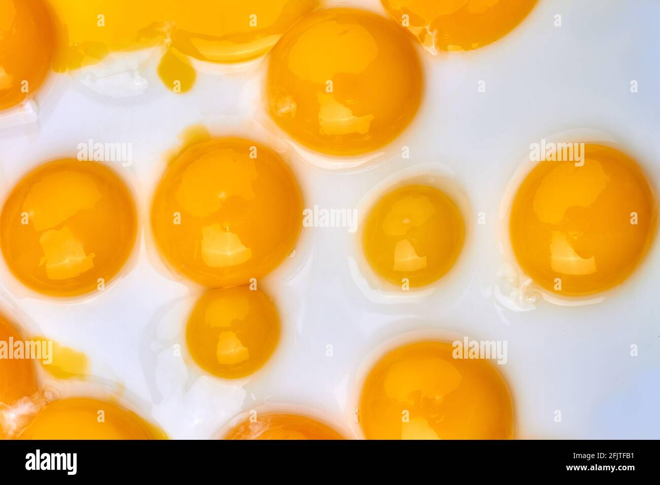 Close-up yellow yolks on white background Stock Photo - Alamy